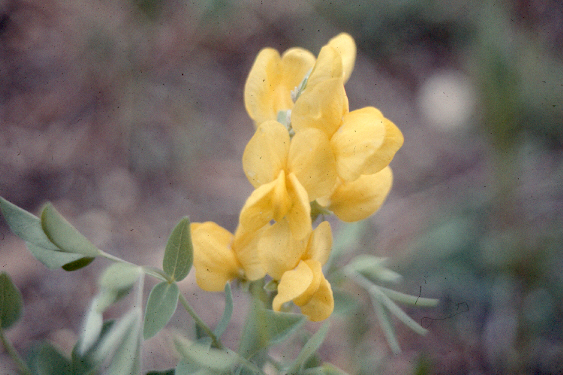 Thermopsis